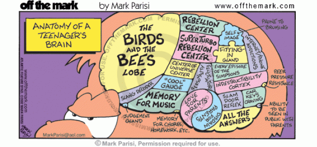 Anatomy of Teenage Brain - off the mark cartoons